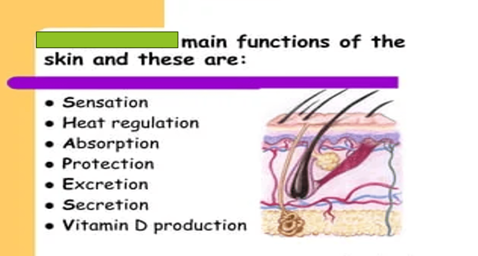 Physical functions of the skin - Ms.Thu Medical English