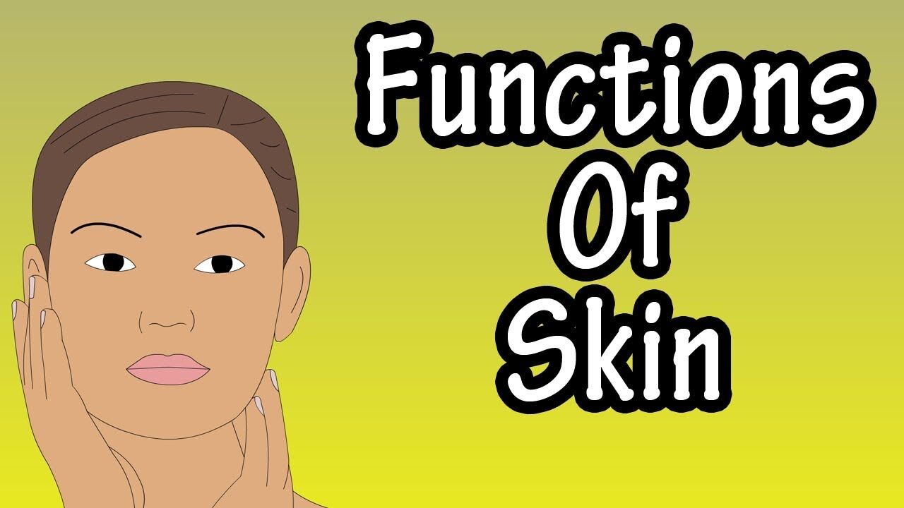 Physical functions of the skin - Ms.Thu Medical English